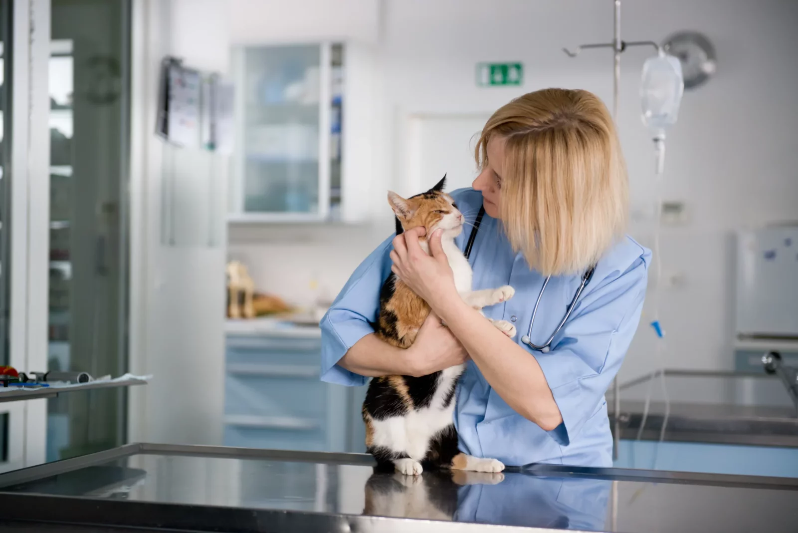 Veterinary Services | North Country Animal Hospital | Caribou, ME